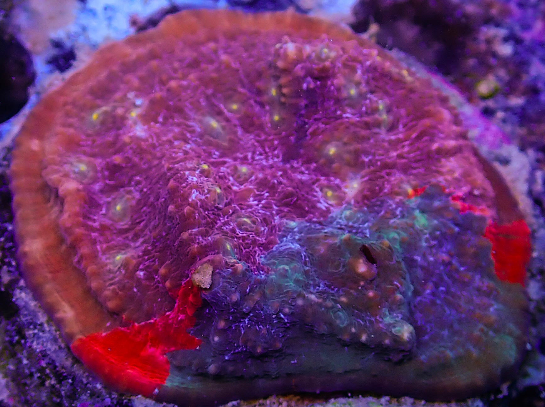 Ultimate Corals | Stunning Reef Corals, Weekly Updates & $50 Flat-Rate ...
